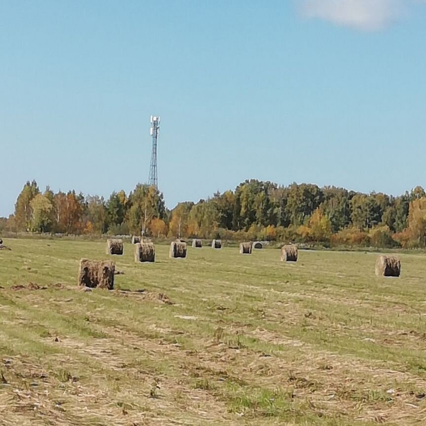 Сено в тюках разнотравье