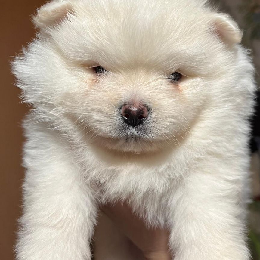 Щенки шпица