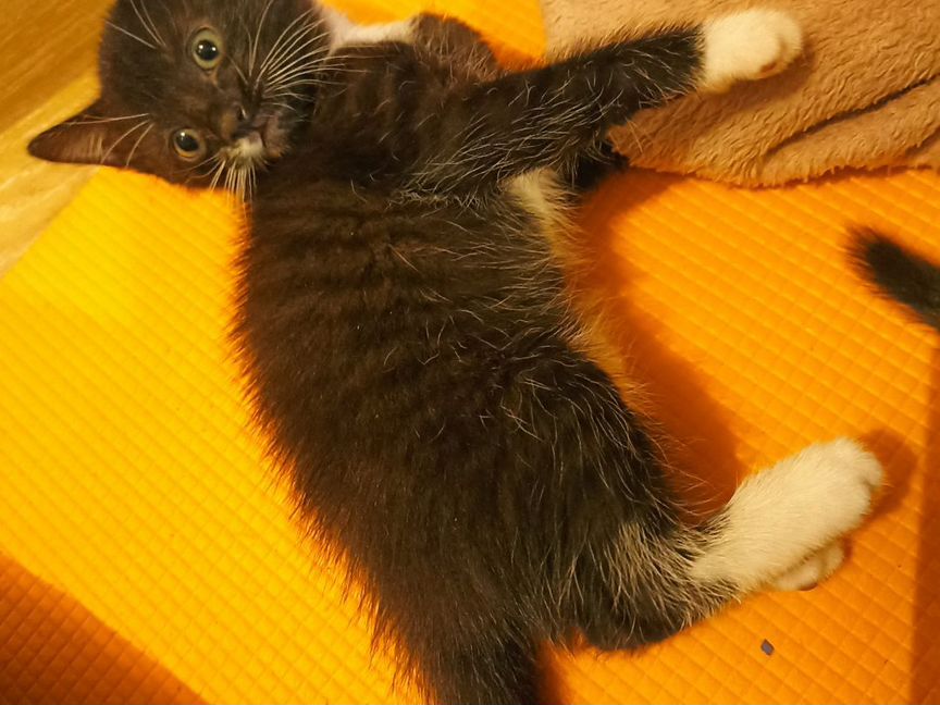 Котята