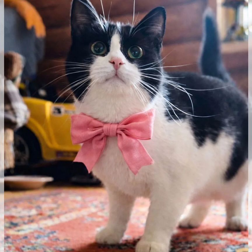 Взрослая, кошка в добрые руки