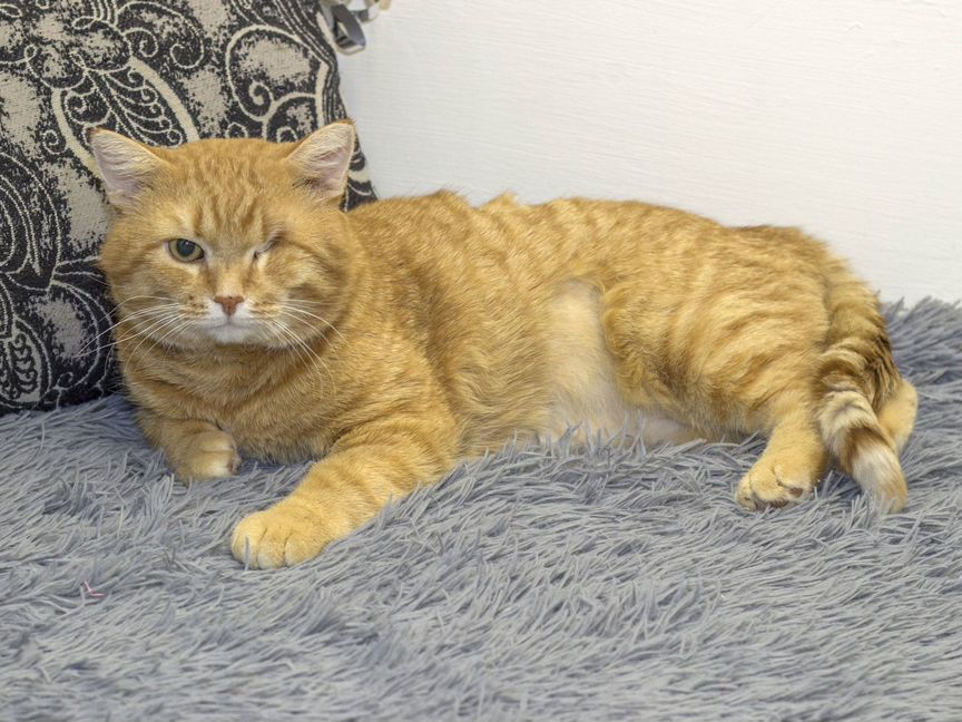 Рыжий одноглазый кот