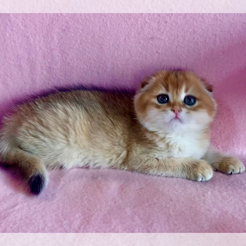 Шотландский вислоухий короткошёрстный котёнок