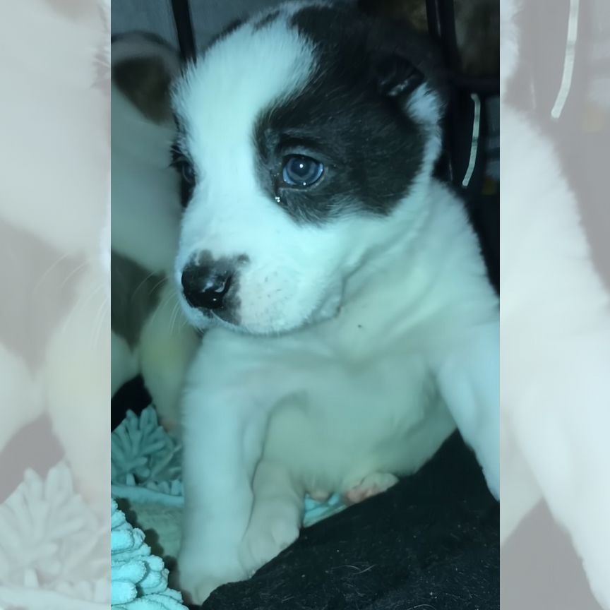 Среднеазиатская овчарка, щенок