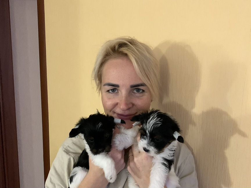 Маленькая собака