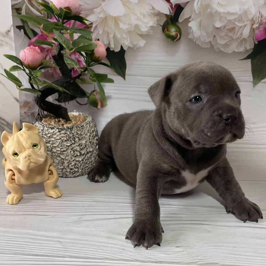 Американский булли, щенок