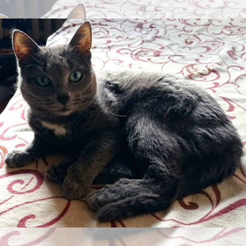 Русская голубая кошка, взрослая