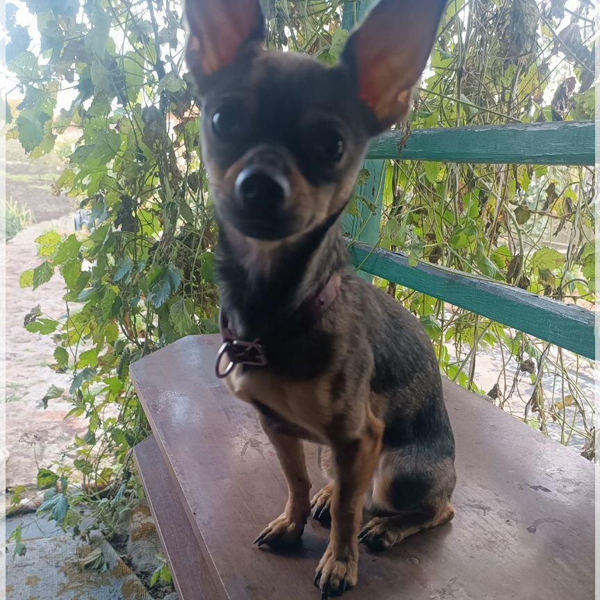 Хорошенький мальчик. Отдадим в добрые руки