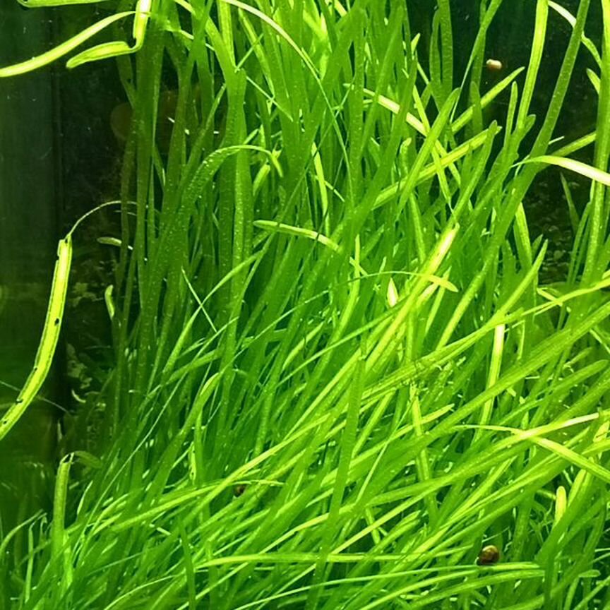 Валлиснерия обычная