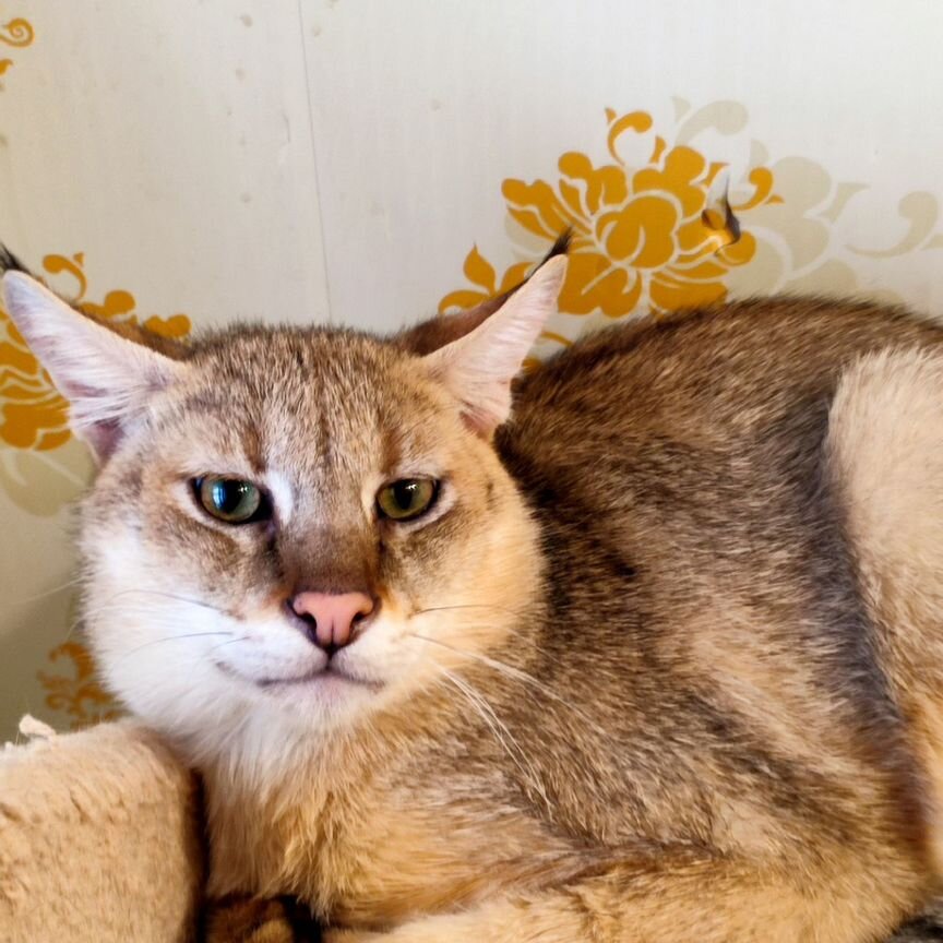 Чаузи котёнок