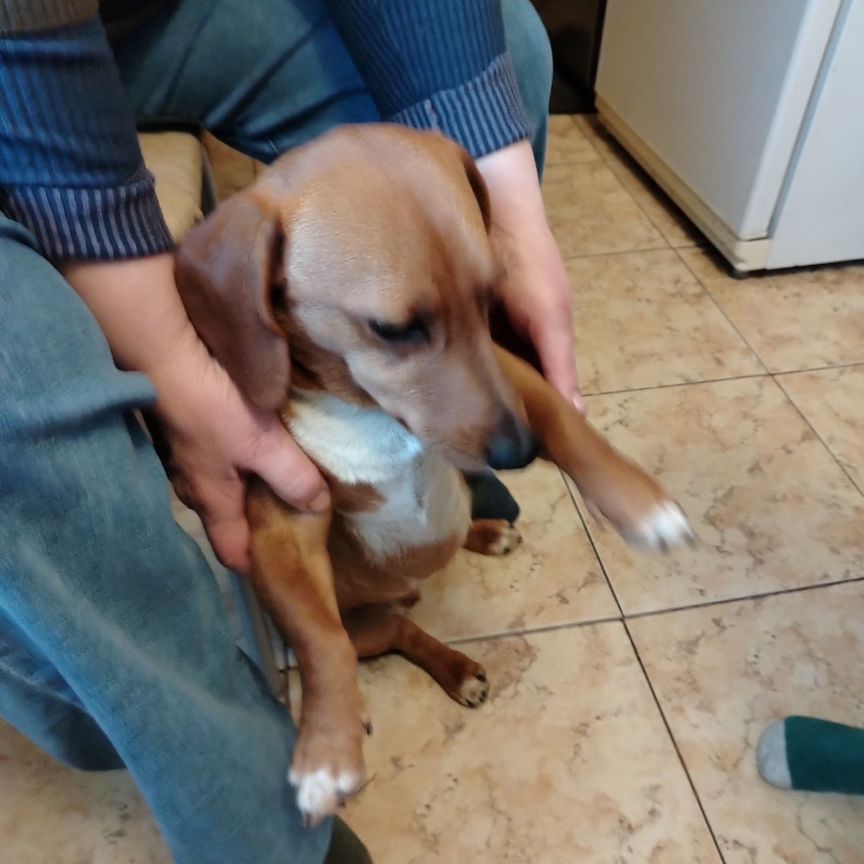 Потеряшка ищет хозяина