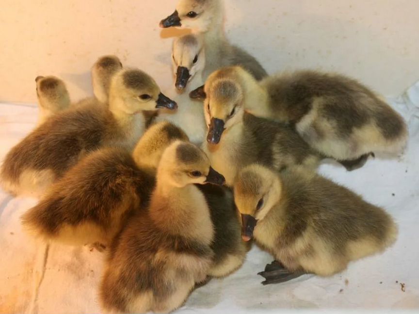 Гусята домашние