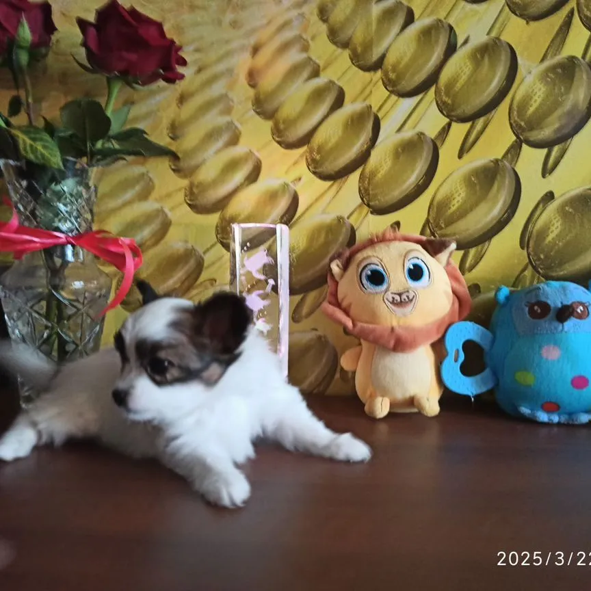 Маленький щенок