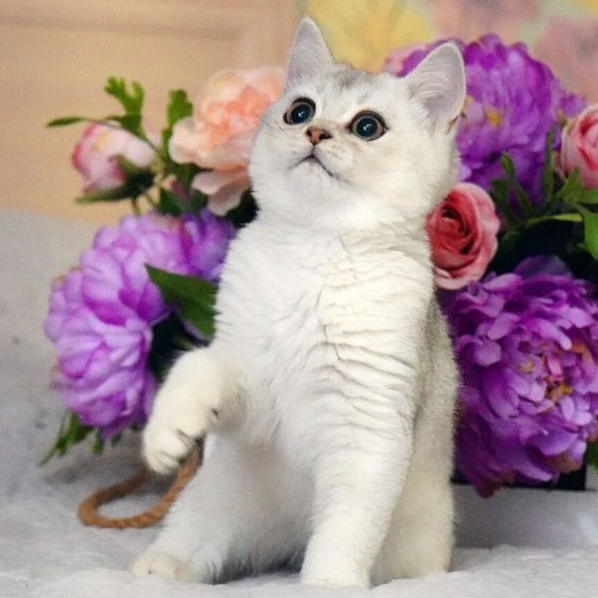 Шотландское счастье