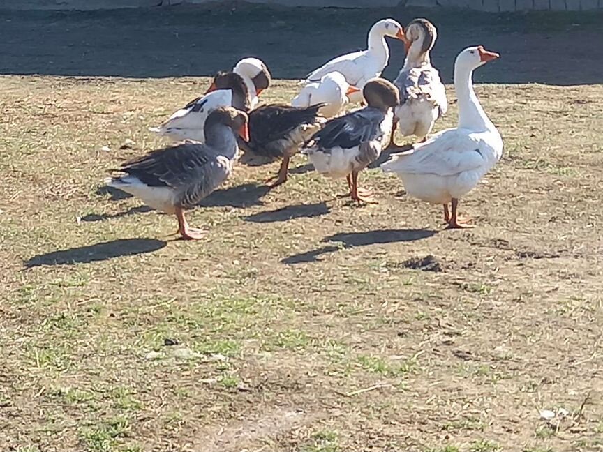 Гуси разных пород и инкубационное яйцо