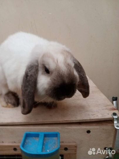 Декоративные кролики вислоухие