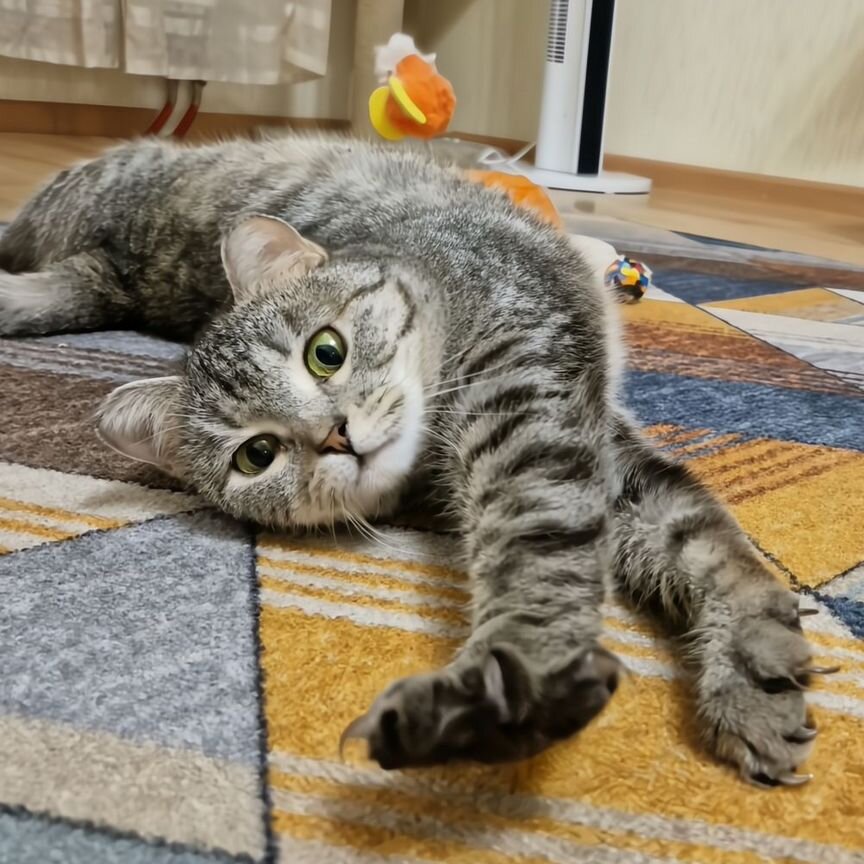 Взрослая, кошка в добрые руки