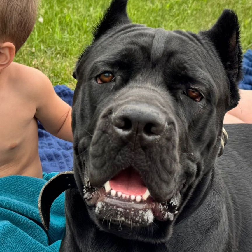 Кане-корсо, взрослый пёс