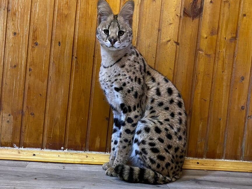 Пара саванна f1