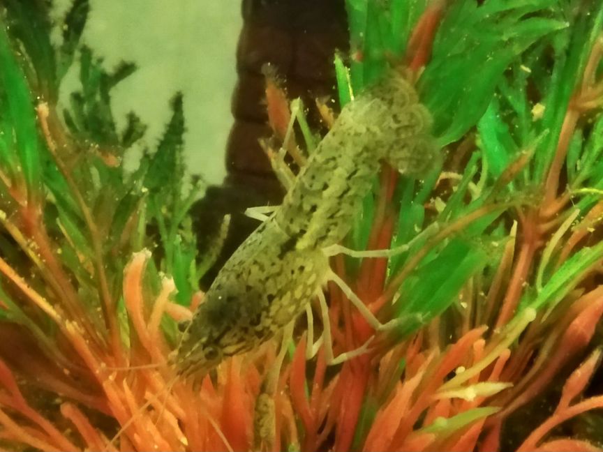 Аквариумные рачки мраморного рака