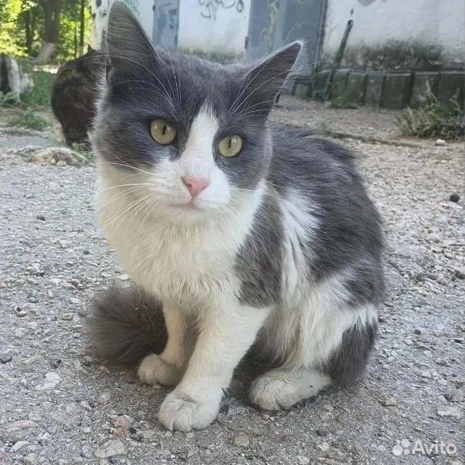 Котик подросток ищет дом