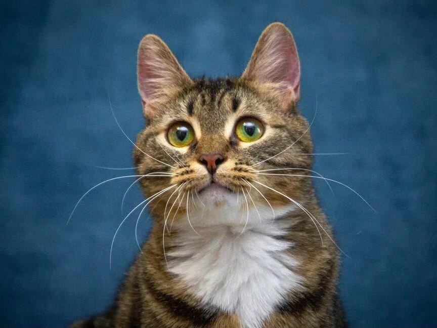 Кошечка Бэсс ласковая и изящная