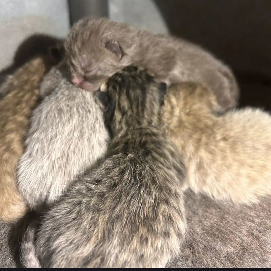 Шотландский вислоухий короткошёрстный котёнок