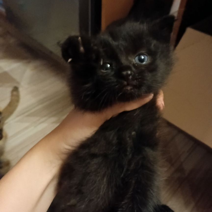 Котята в добрые руки бесплатно