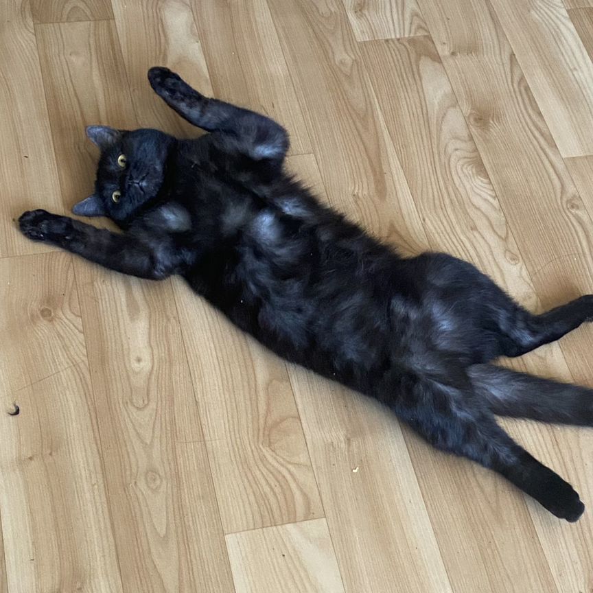 Взрослая, кошка в добрые руки