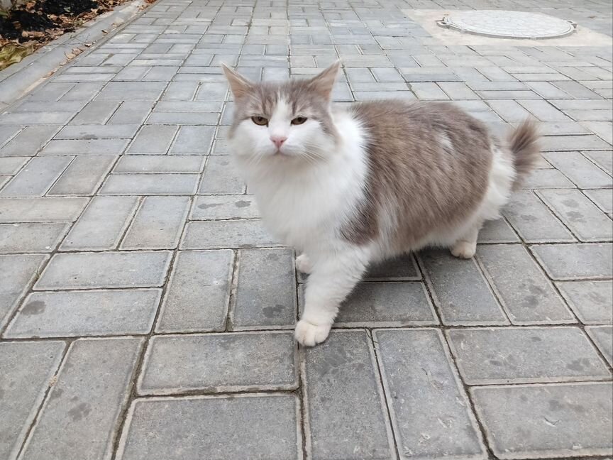 Пушистая красавица