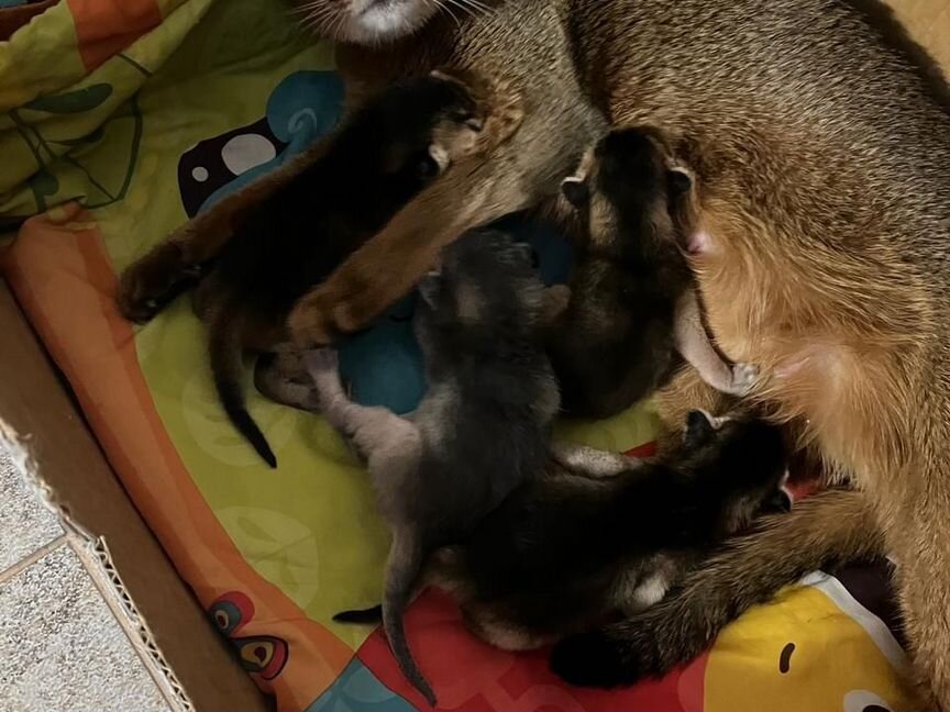 Абиссинская чистокровная