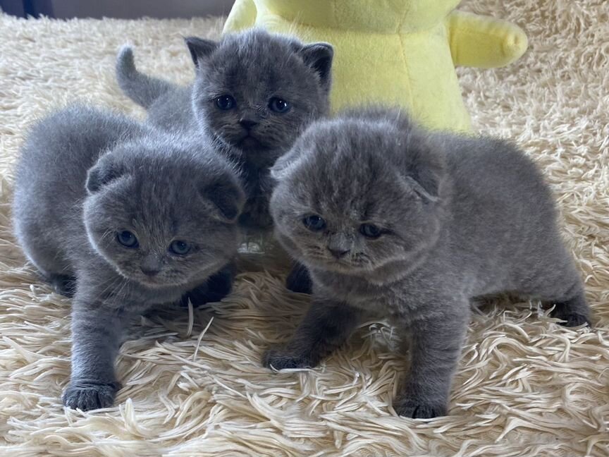 Шотландские вислоухие котята
