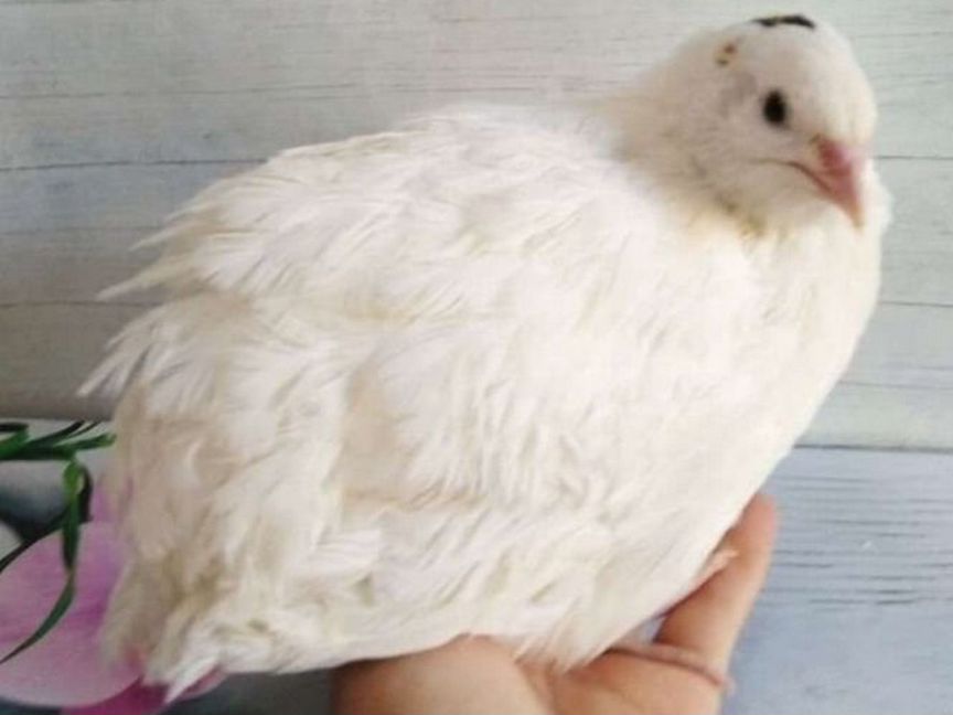 Перепела продажа