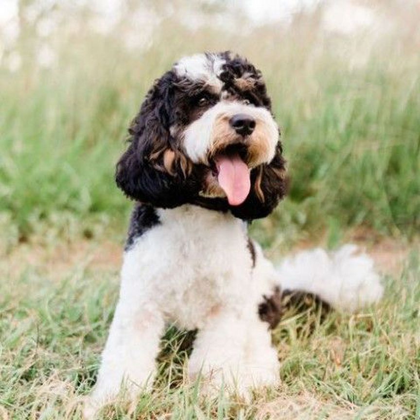 Щенки кокапу