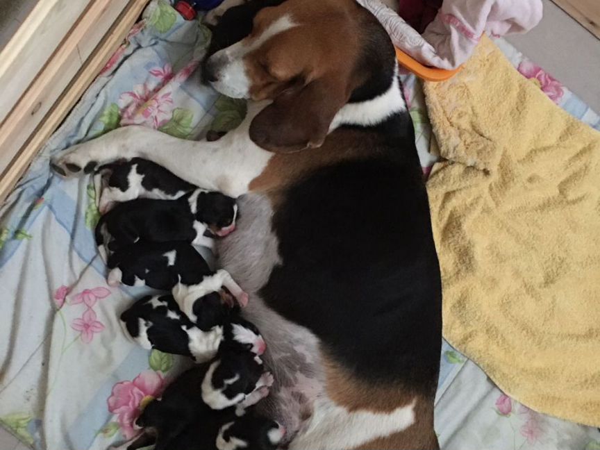 Эстонская гончая