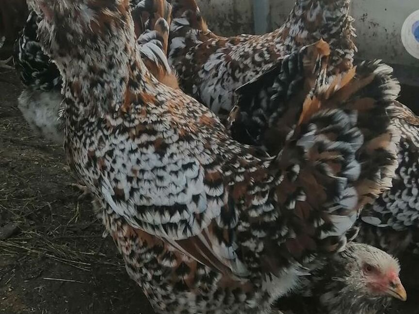 Куры, Орловская ситцевая