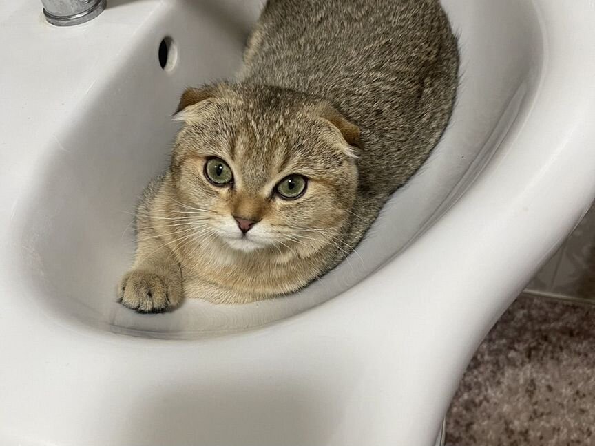 Котик на вязку