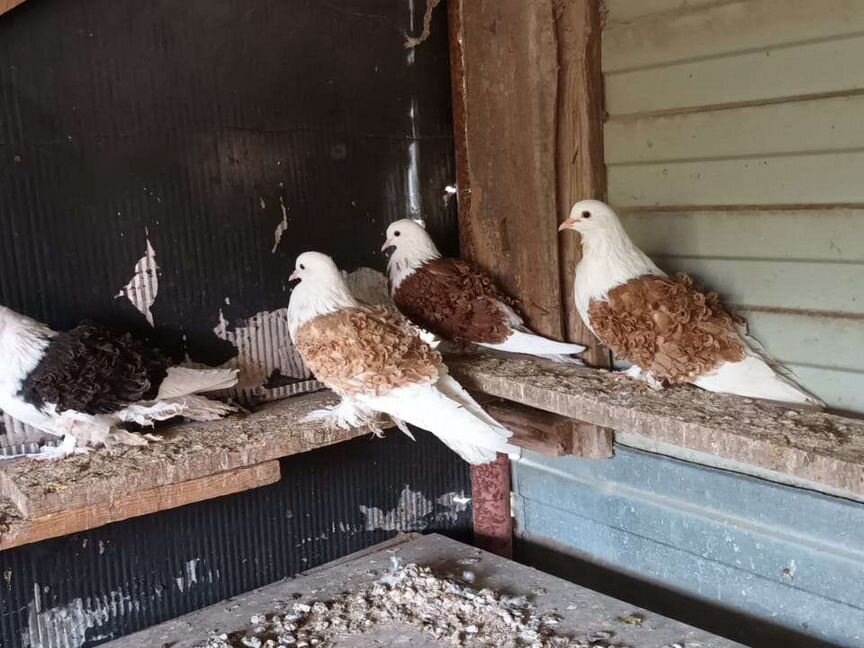 Голуби кучерявые