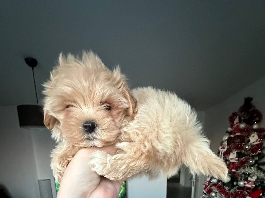 Мальтипу мини девочка