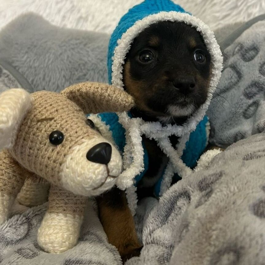 Щенок в добрые руки