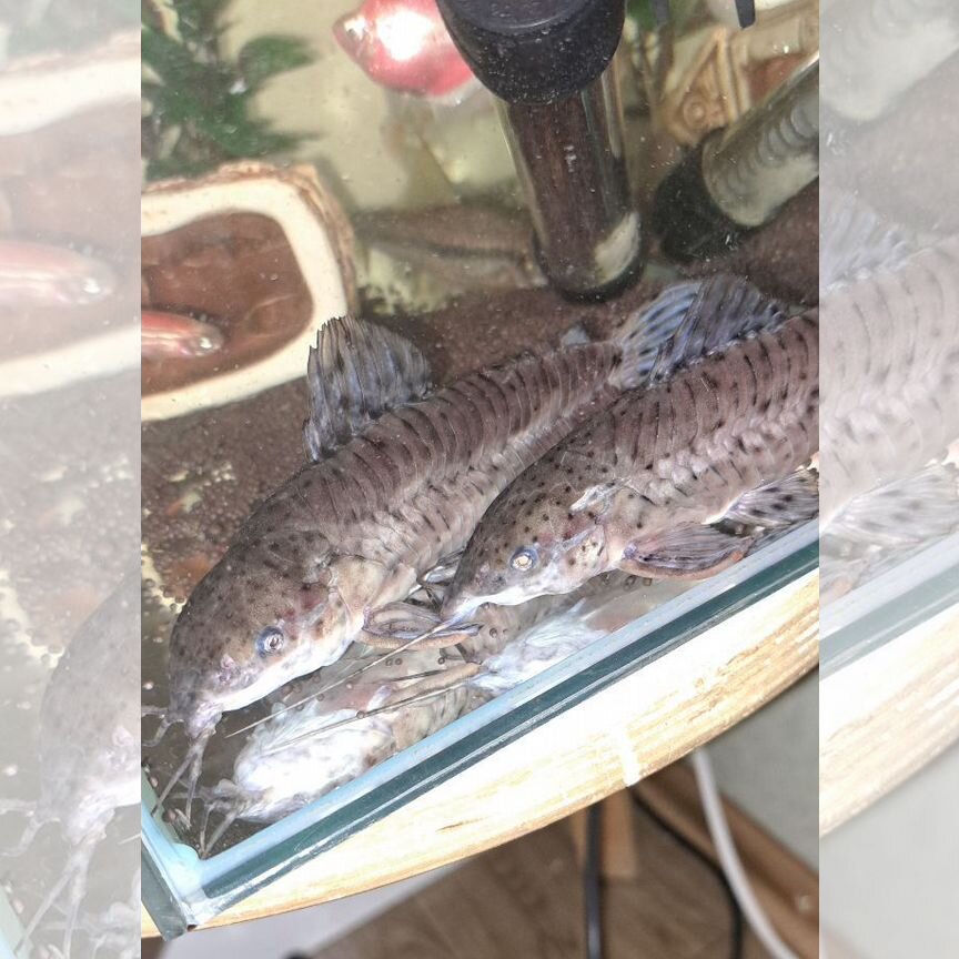 Сом таракатум 3 штуки