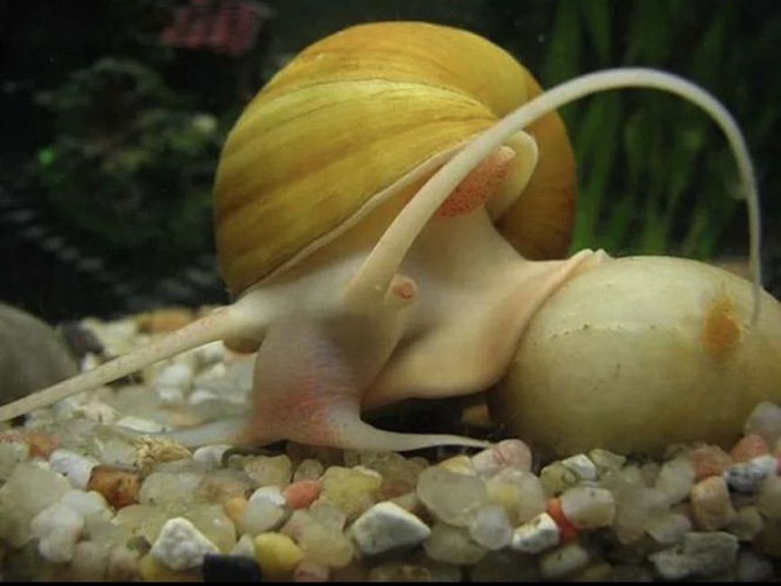 Ампулярии чистильщики