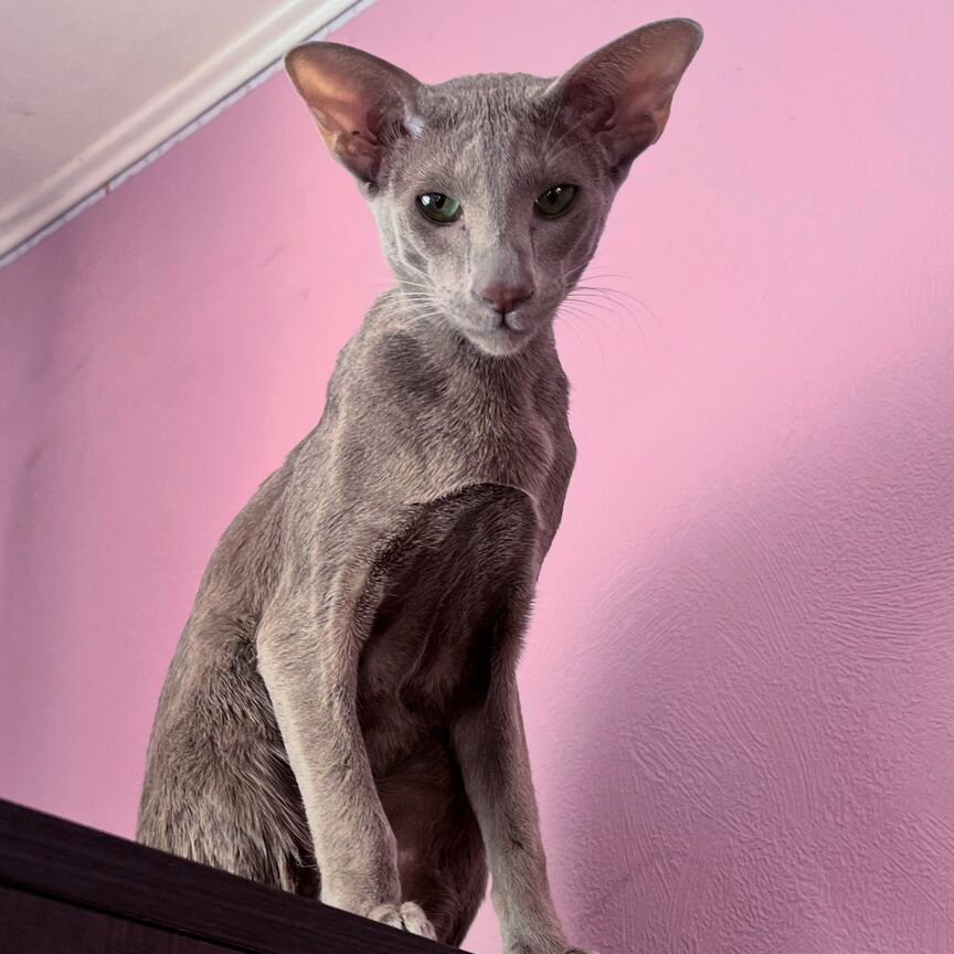 Ориентальный котёнок