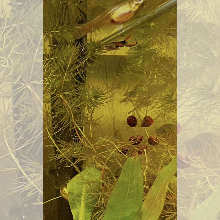 Улитки аквариумные