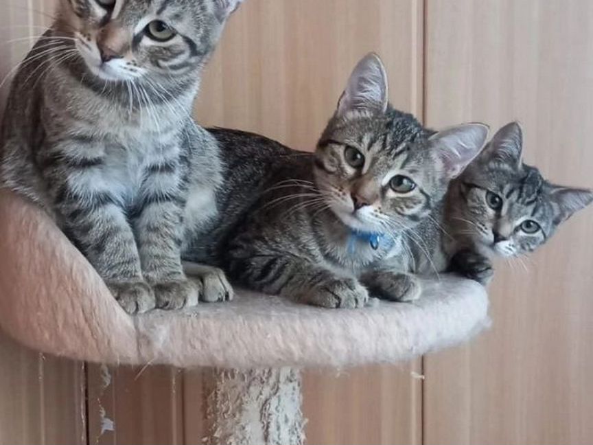 Полосатенькие котята ищут дом