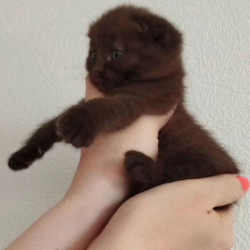 Шотландский вислоухий короткошёрстный котёнок