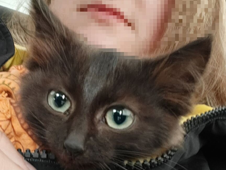 Отдадим котеечку