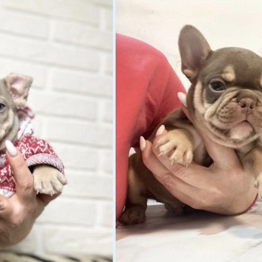 Шикарные бульдожики