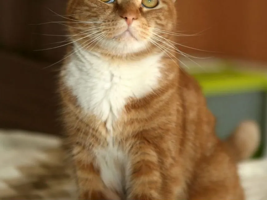 Лео 4,5 года кот