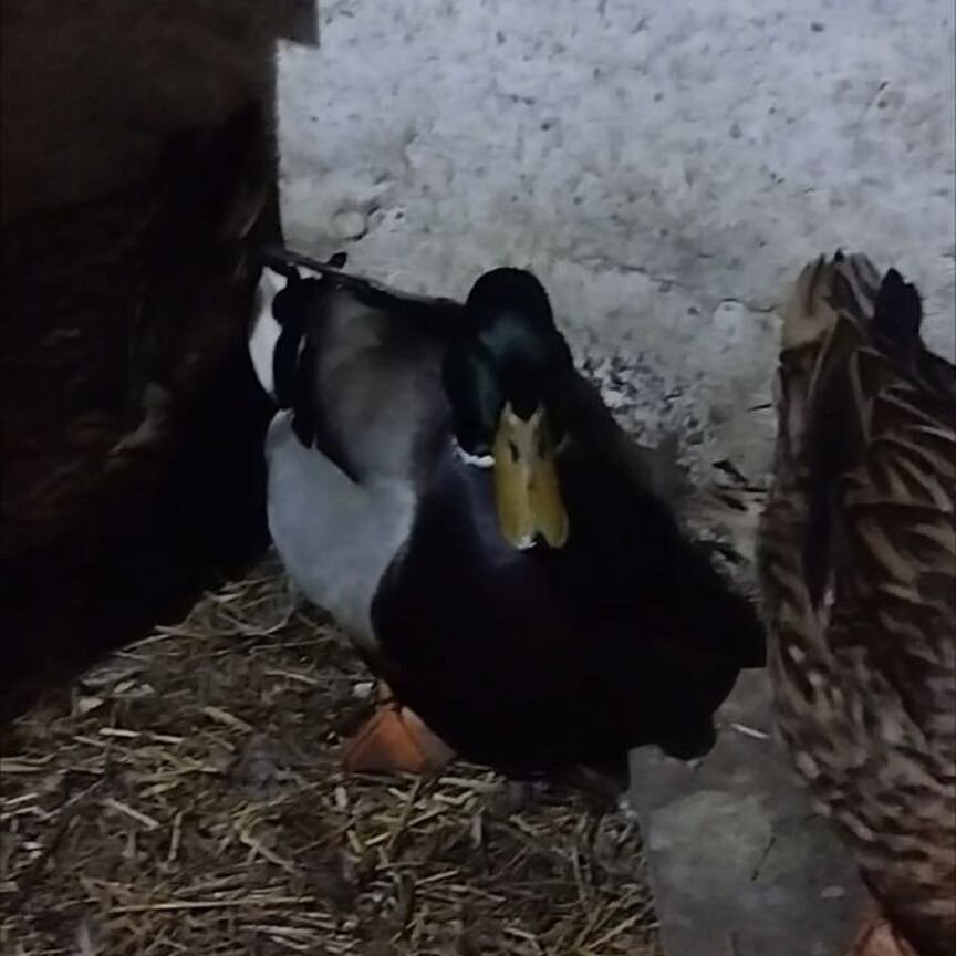 Селезень дикой утки