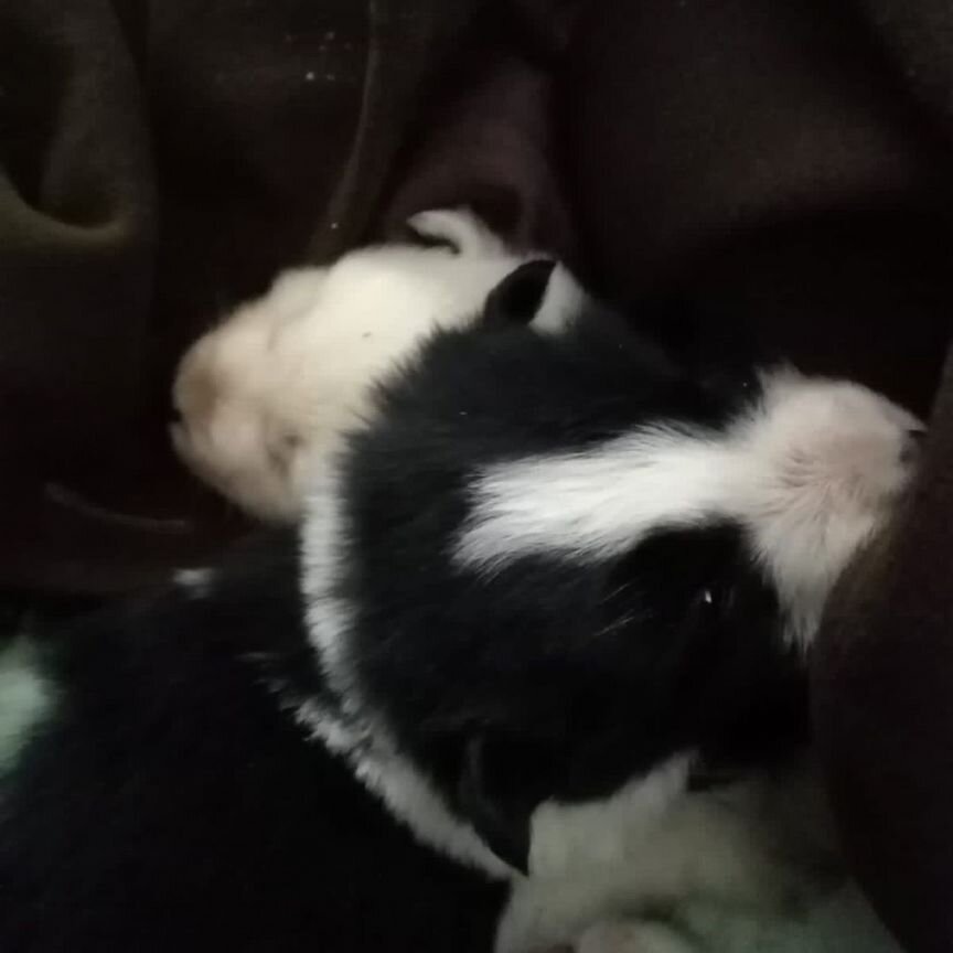 Щеночки в добрые руки